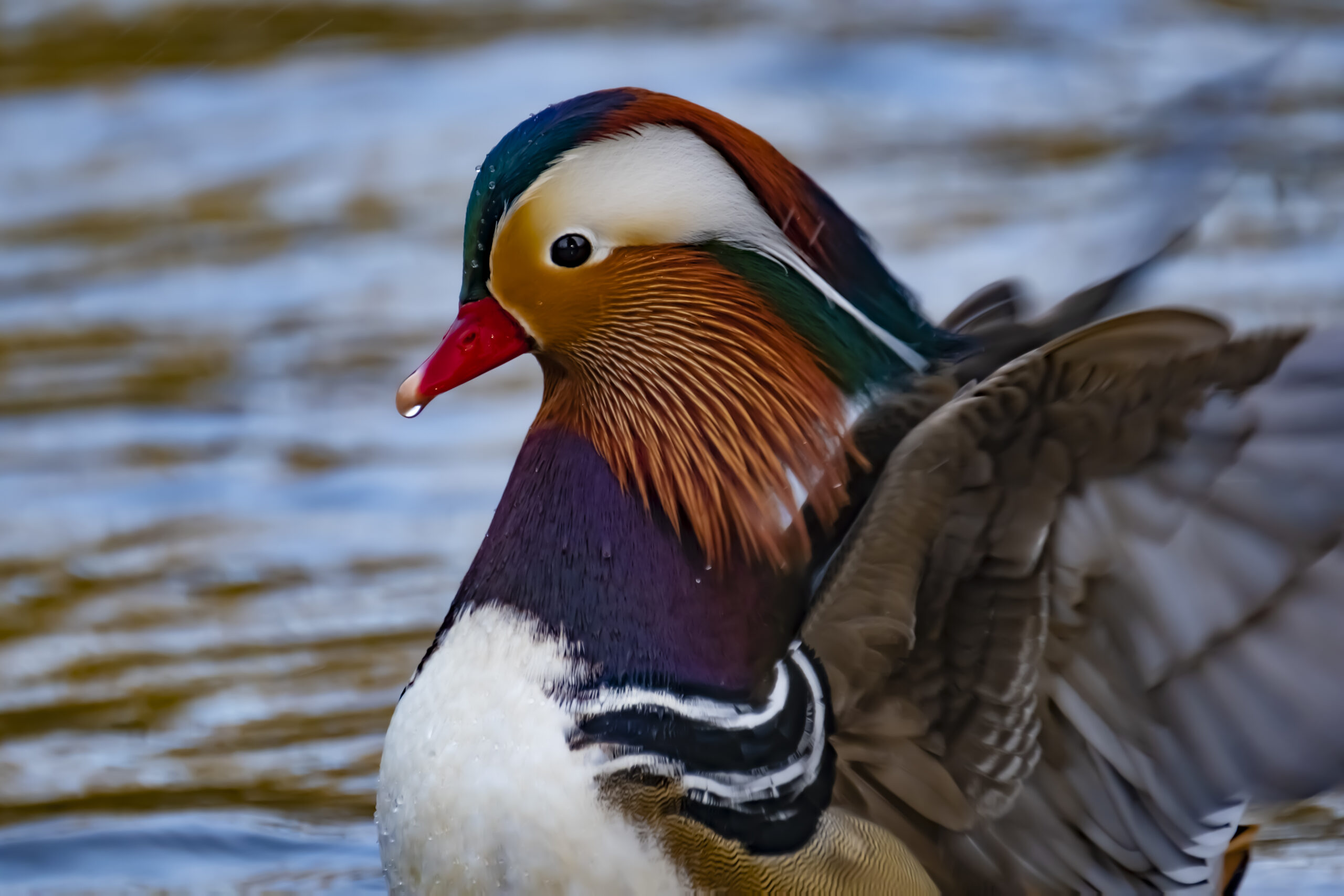 The World’s Most Colorful Duck? - Jonswan Productions