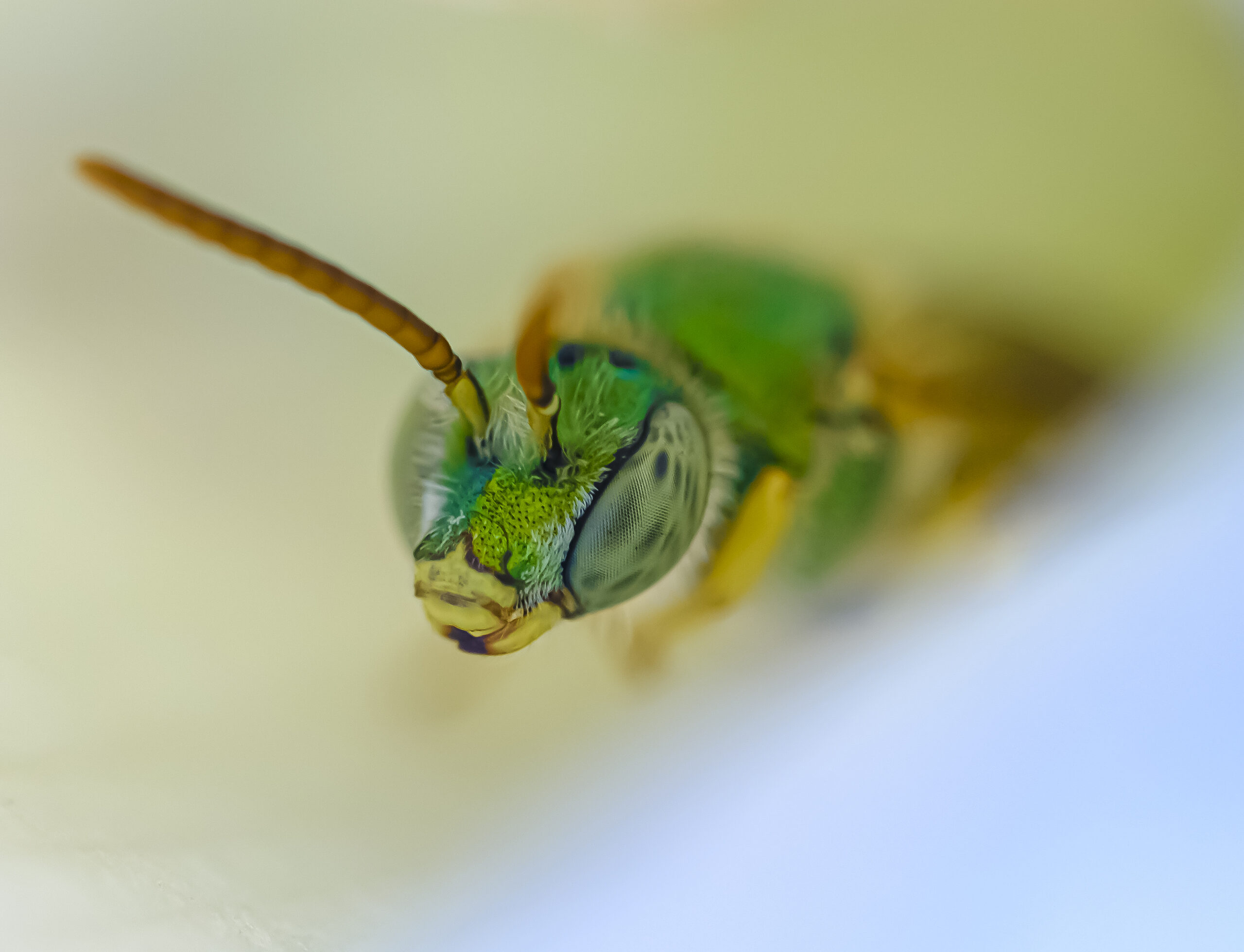 The Green Sweat Bee | Jonswan Productions