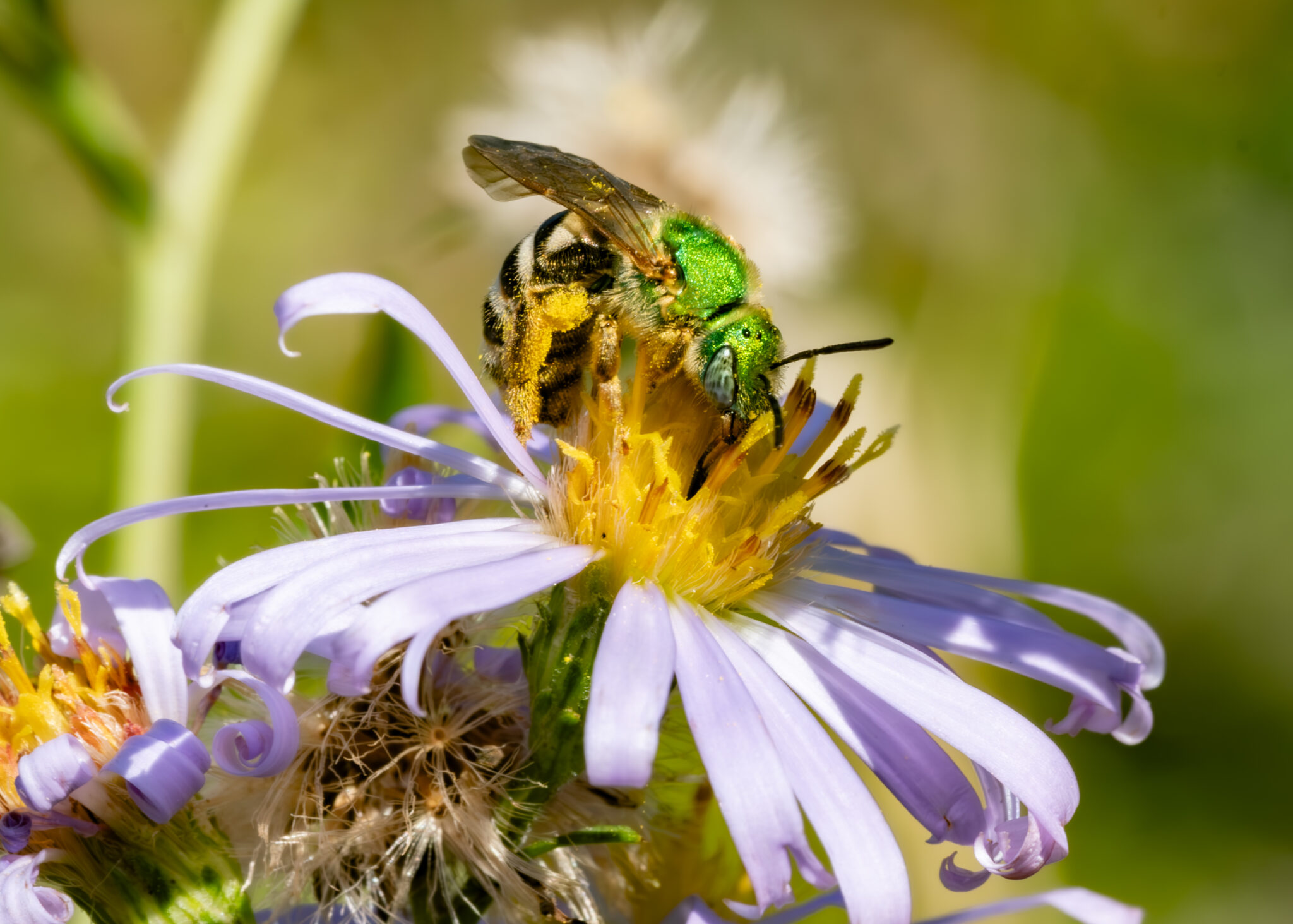 The Beautiful Metallic Green Sweat Bee - Jonswan Productions