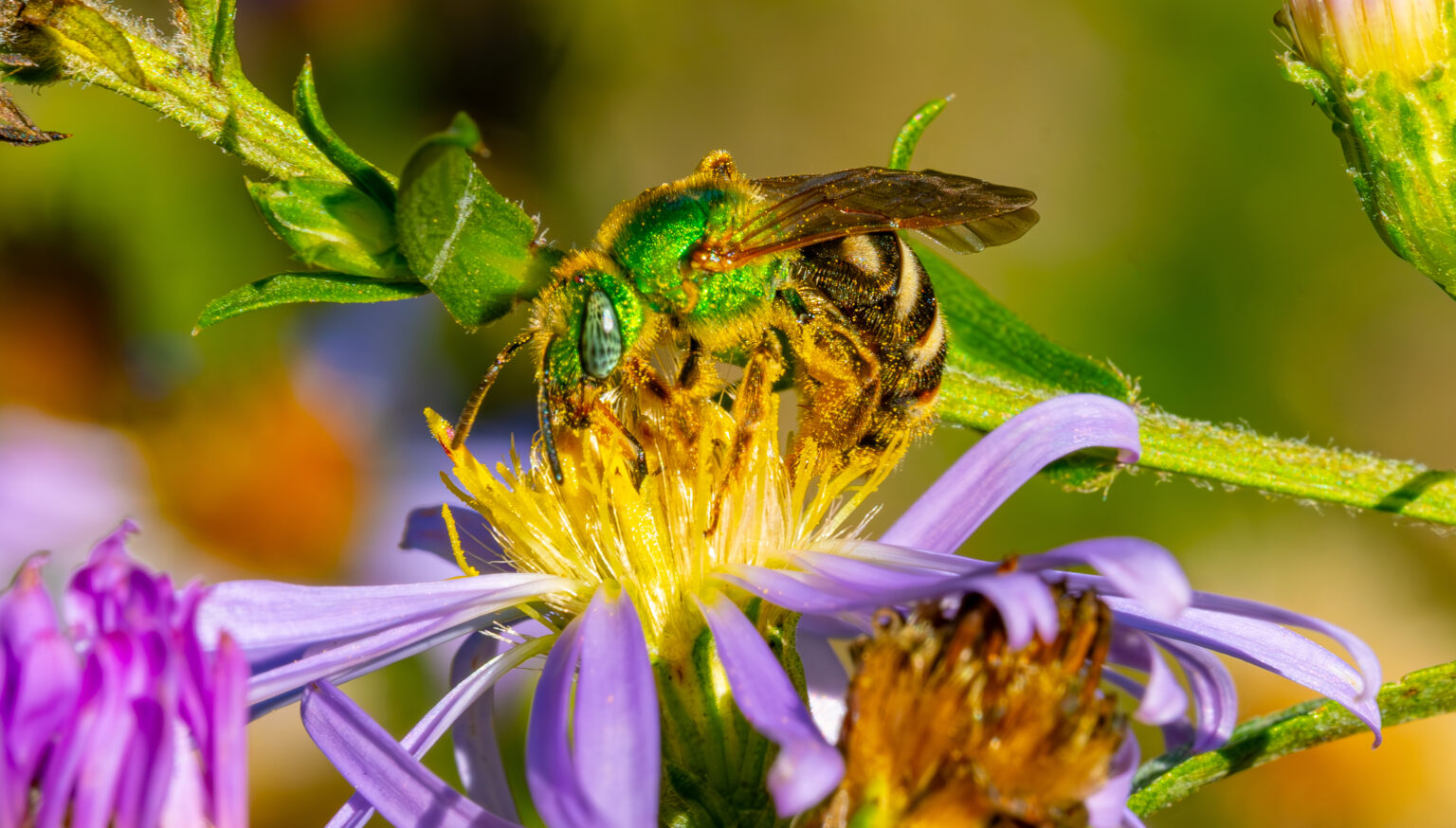 The Beautiful Metallic Green Sweat Bee - Jonswan Productions